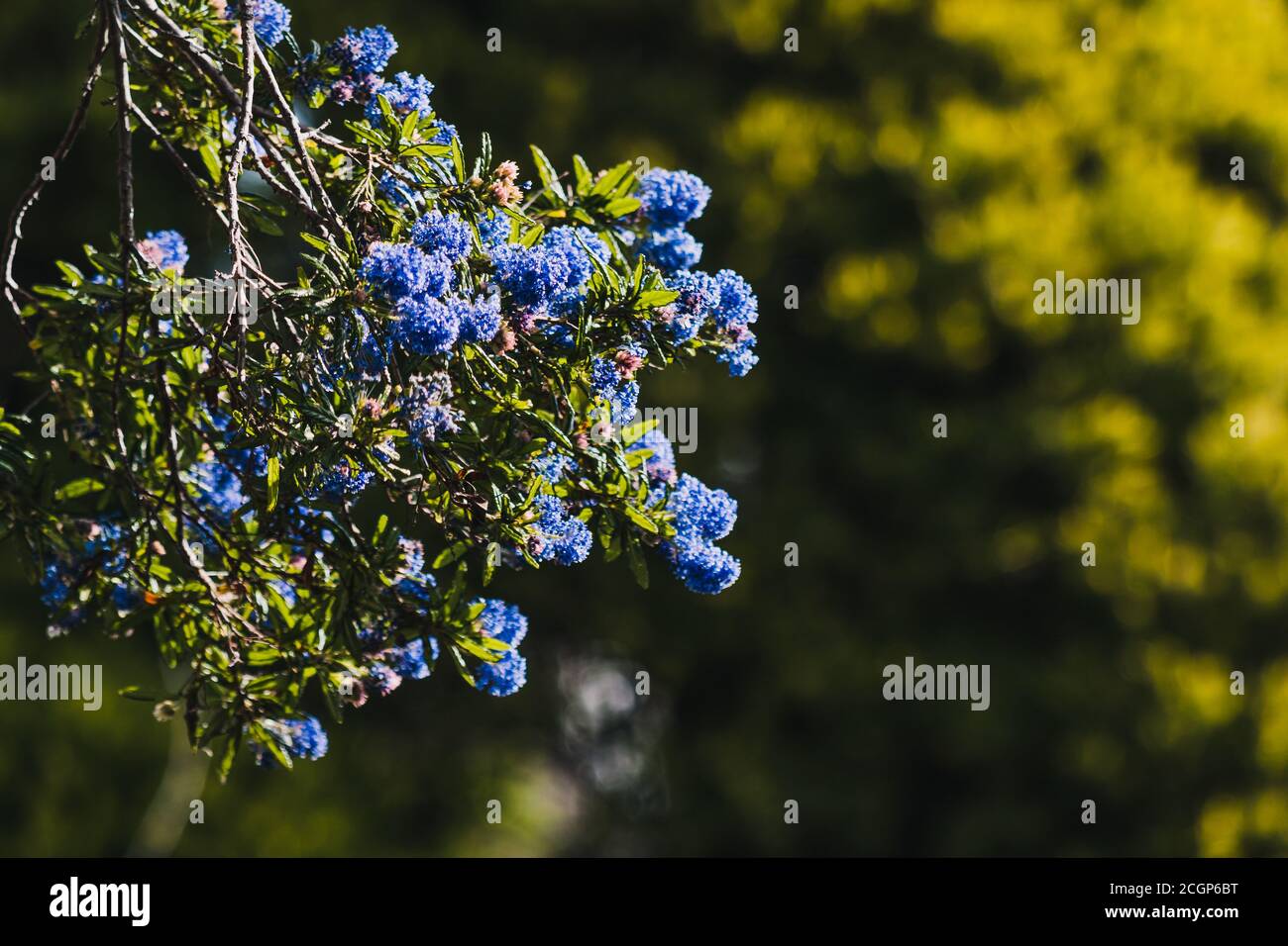pacific blue ceanothus tree with blue flowers outdoor in sunny backyard ...