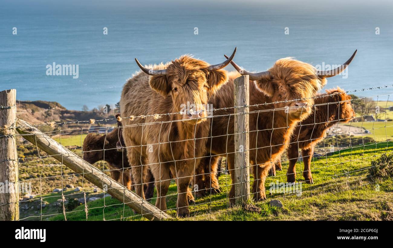 Beautiful, long furred or haired, ginger coloured Scottish Highland ...