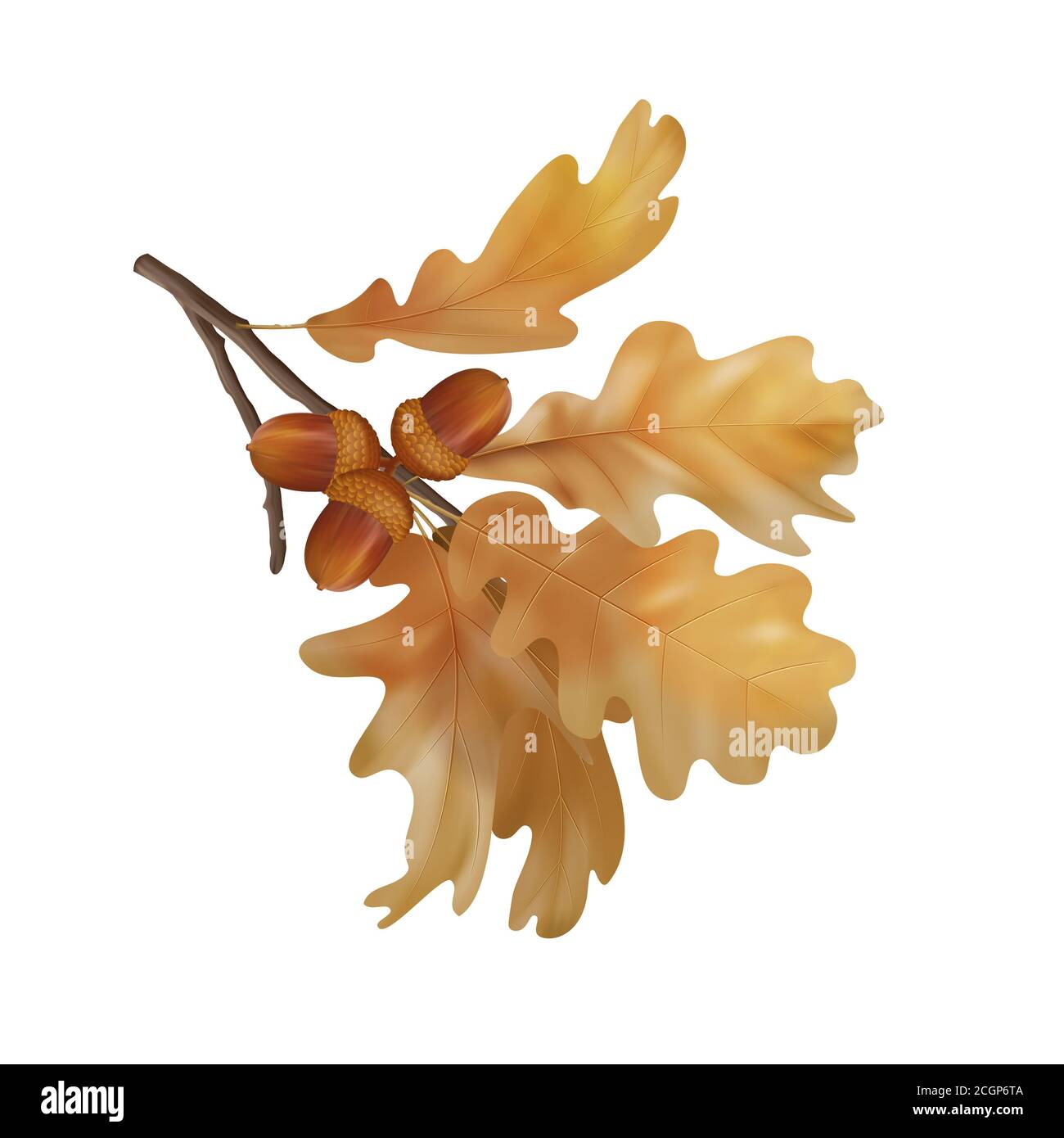 Isolated autumn oak branch hi-res stock photography and images - Alamy
