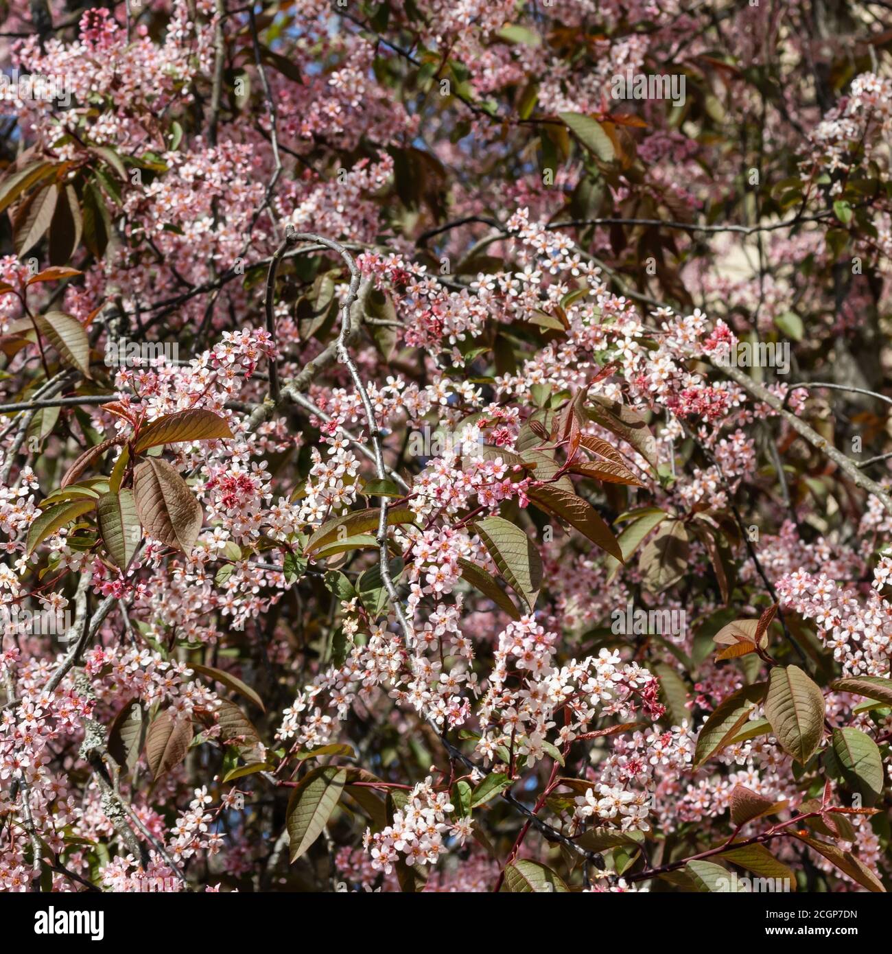 Bird cherry colorata hi-res stock photography and images - Alamy