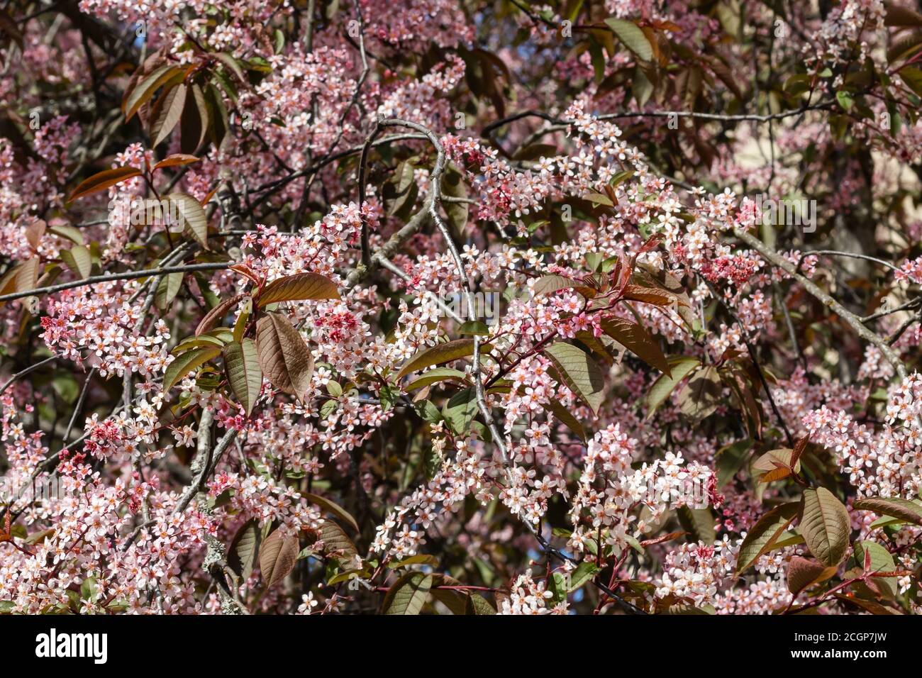Flowers of bird cherry in park at spring Stock Photo - Alamy