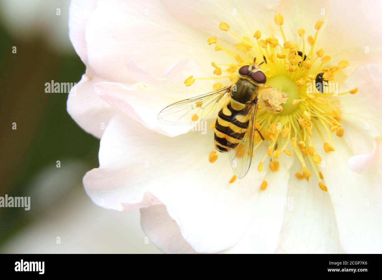 Yellow and black striped female hoverfly or flower fly, Syrphus sp., on ...