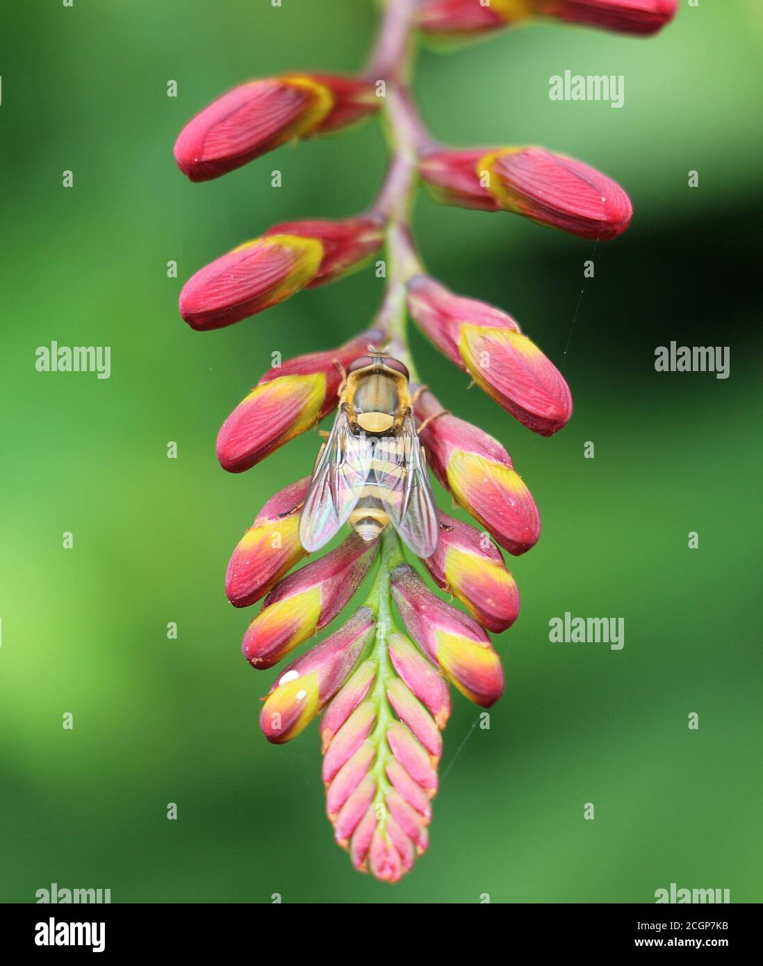 Crocosmia lucifer flower hi-res stock photography and images - Alamy