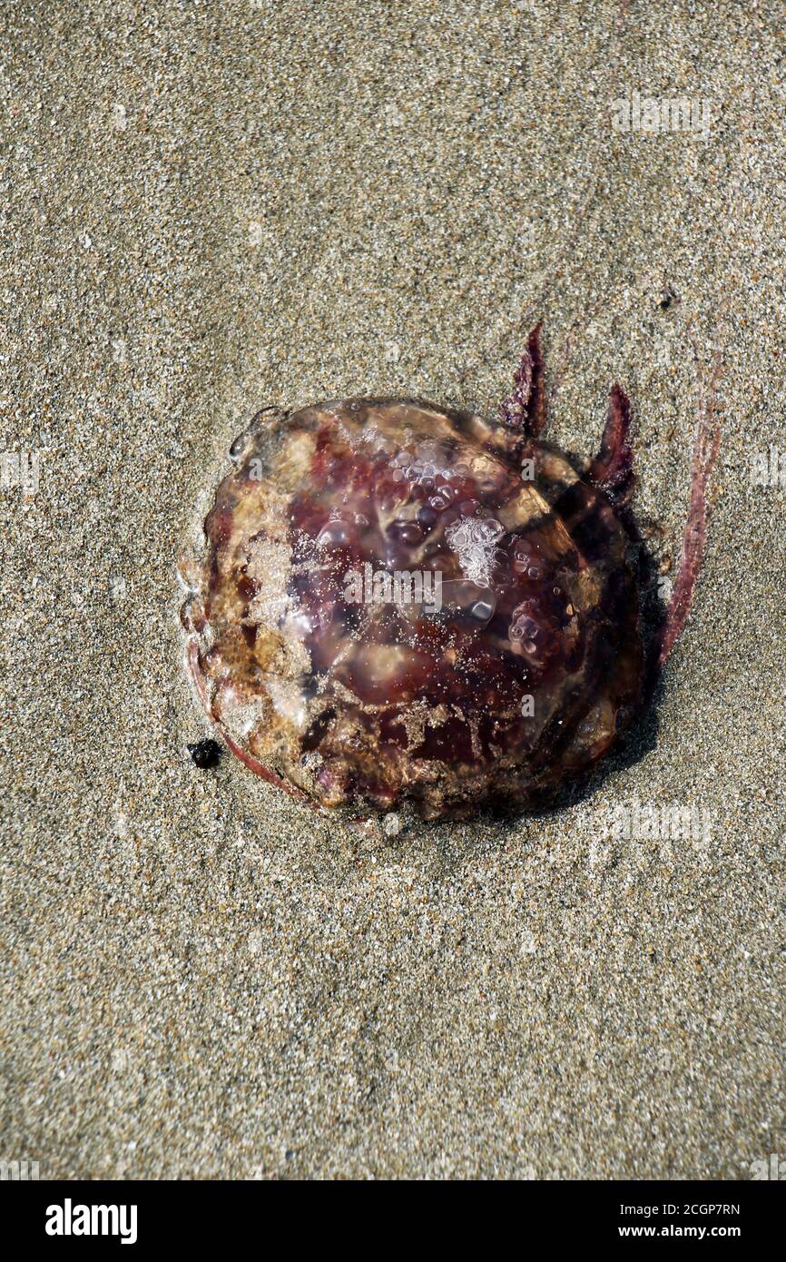 Scheibenqualle hi-res stock photography and images - Alamy