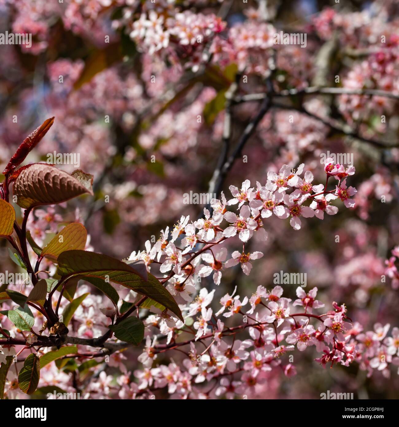 Flowers of bird cherry in park at spring Stock Photo - Alamy