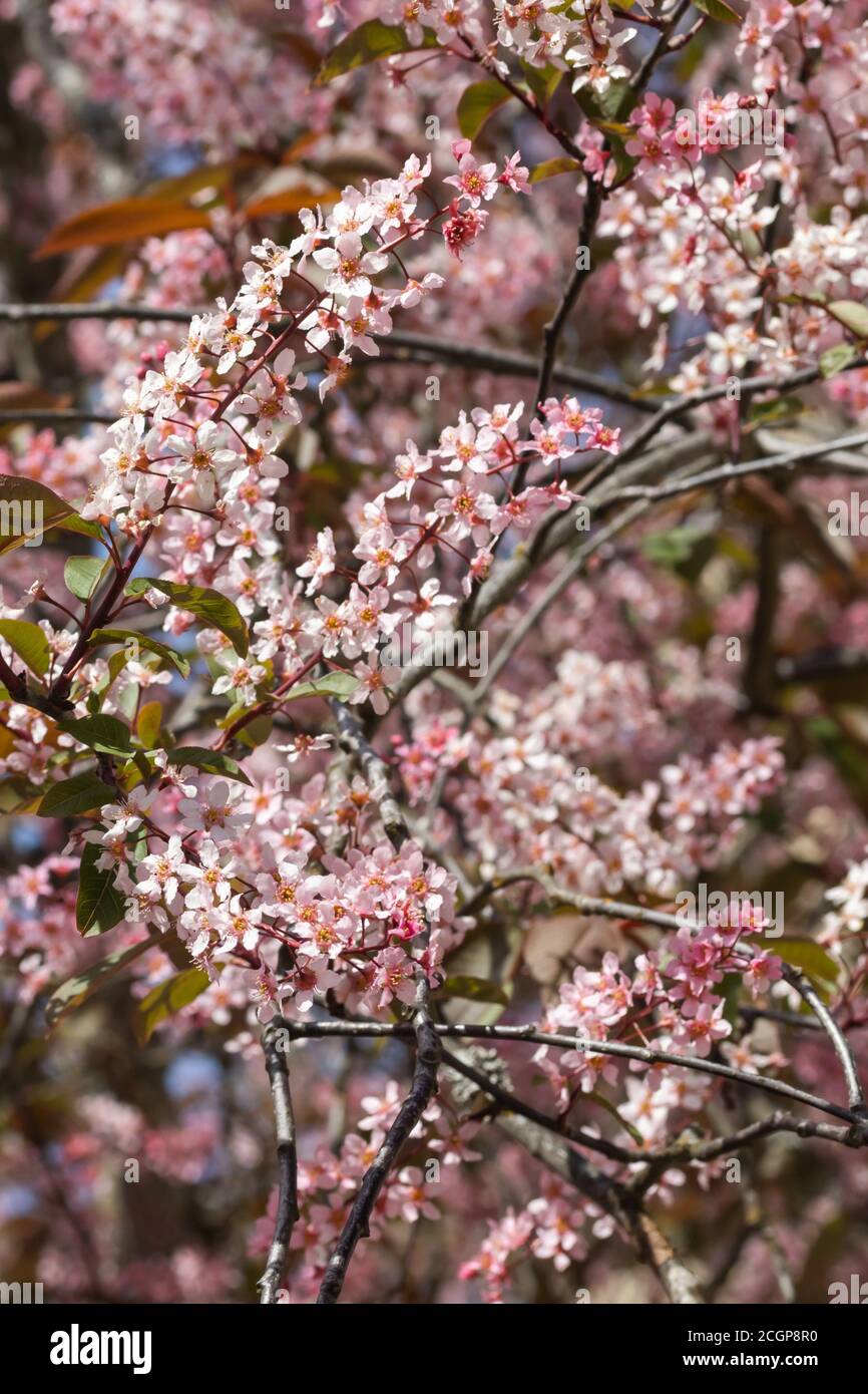 Flowers of bird cherry in park at spring Stock Photo - Alamy