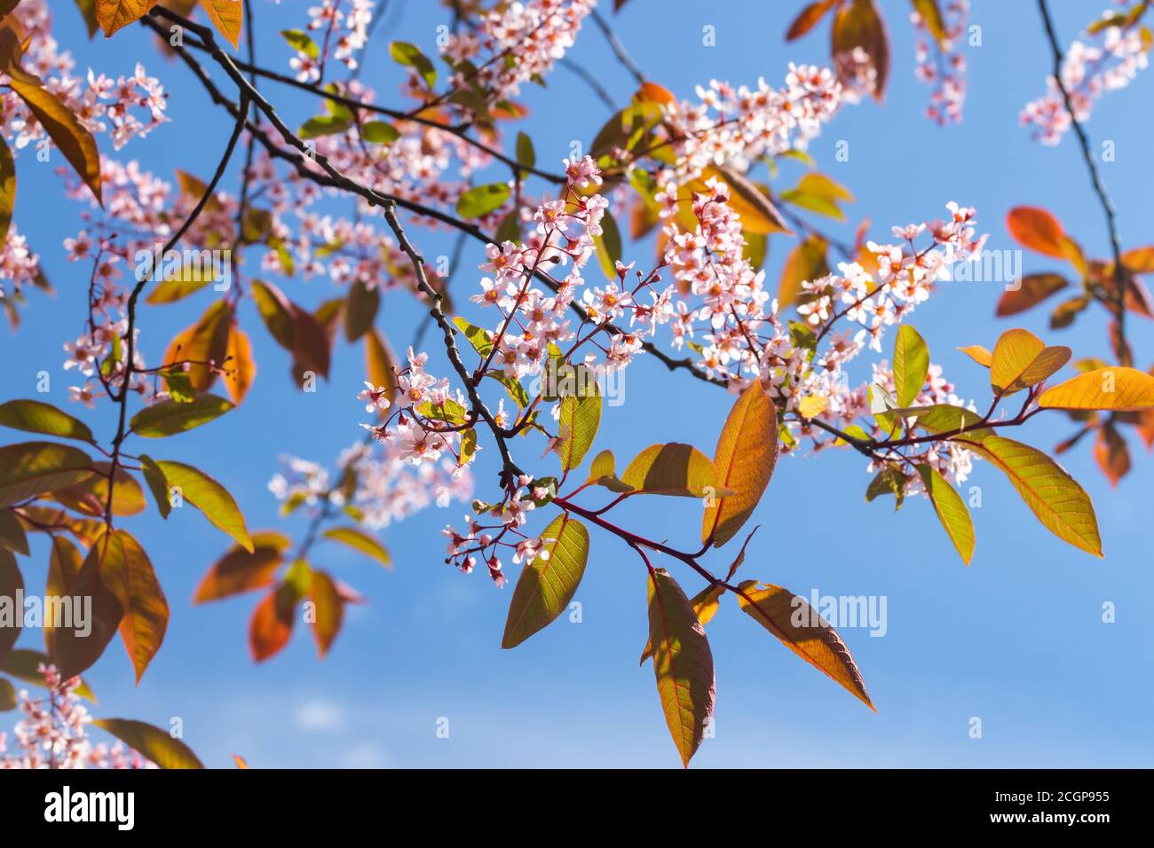 Bird cherry colorata hi-res stock photography and images - Alamy