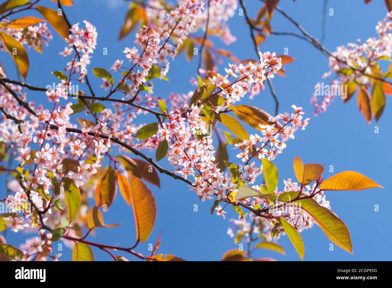 Flowers of bird cherry in park at spring Stock Photo - Alamy