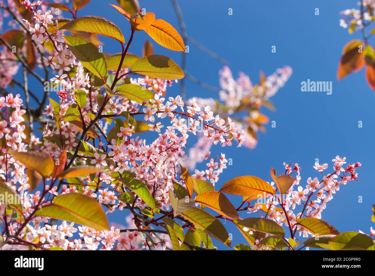 Flowers of bird cherry in park at spring Stock Photo - Alamy