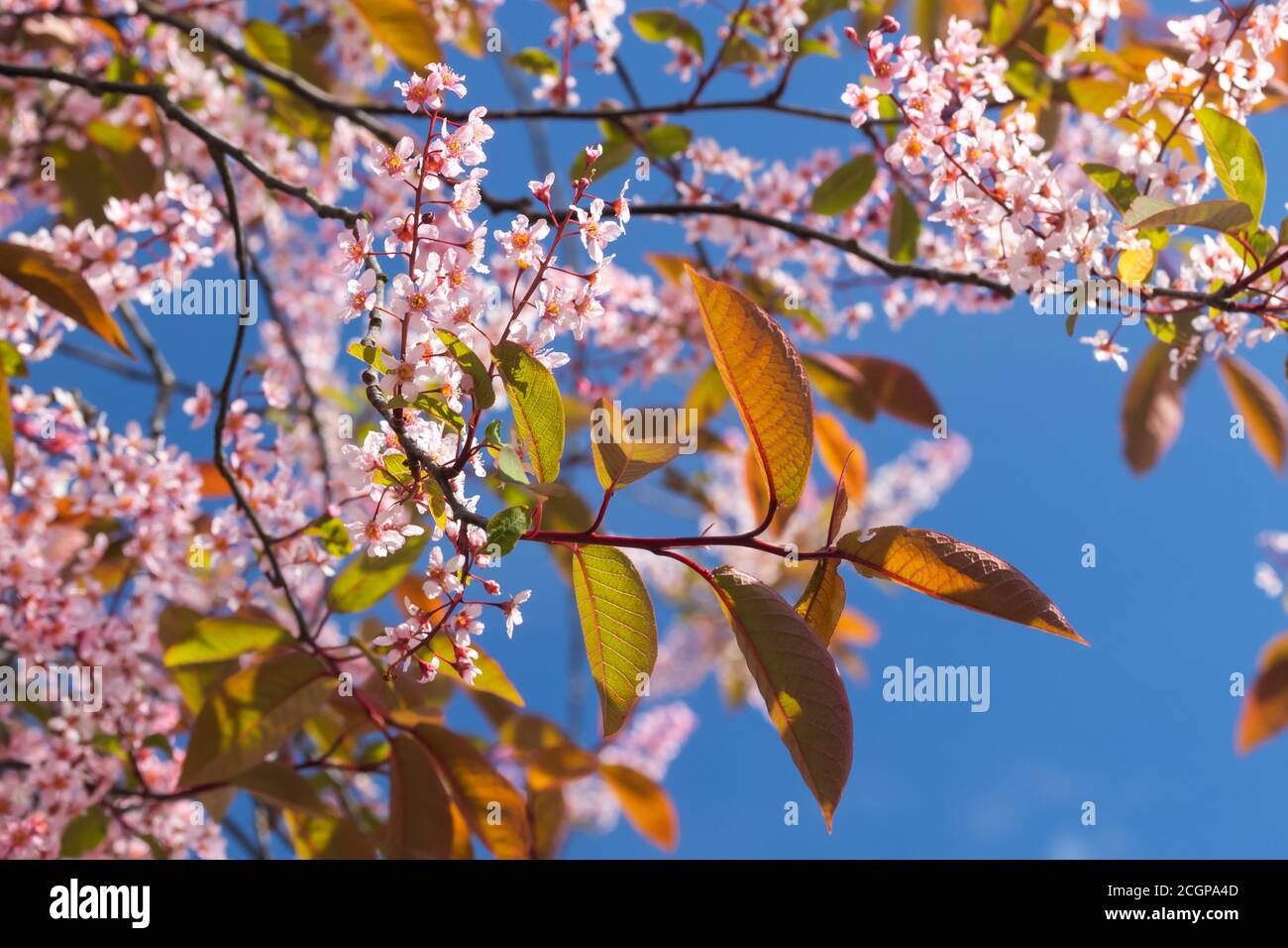 Flowers of bird cherry in park at spring Stock Photo - Alamy