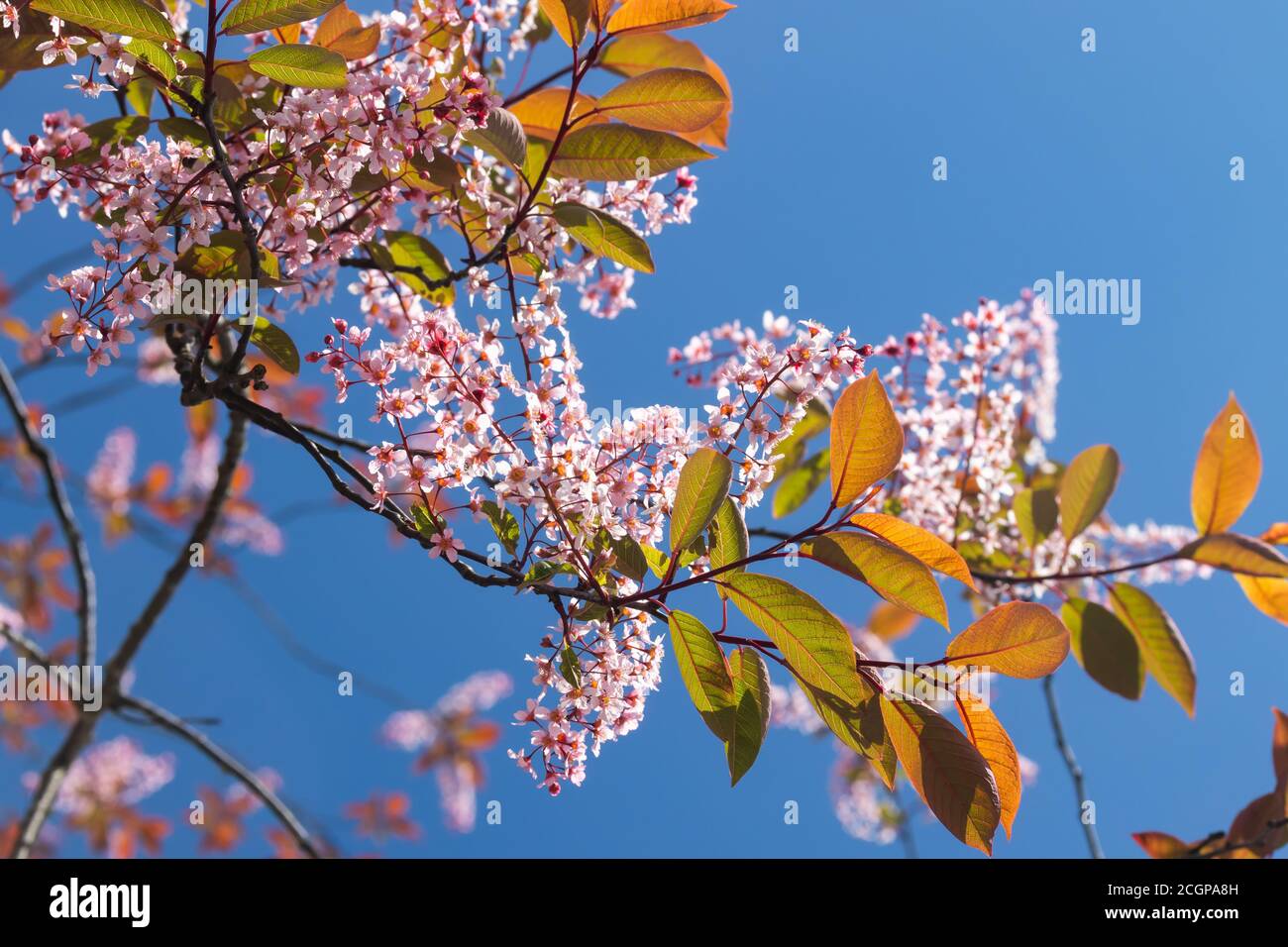 Flowers of bird cherry in park at spring Stock Photo - Alamy