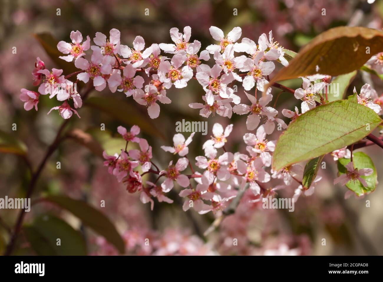 Flowers of bird cherry in park at spring Stock Photo - Alamy