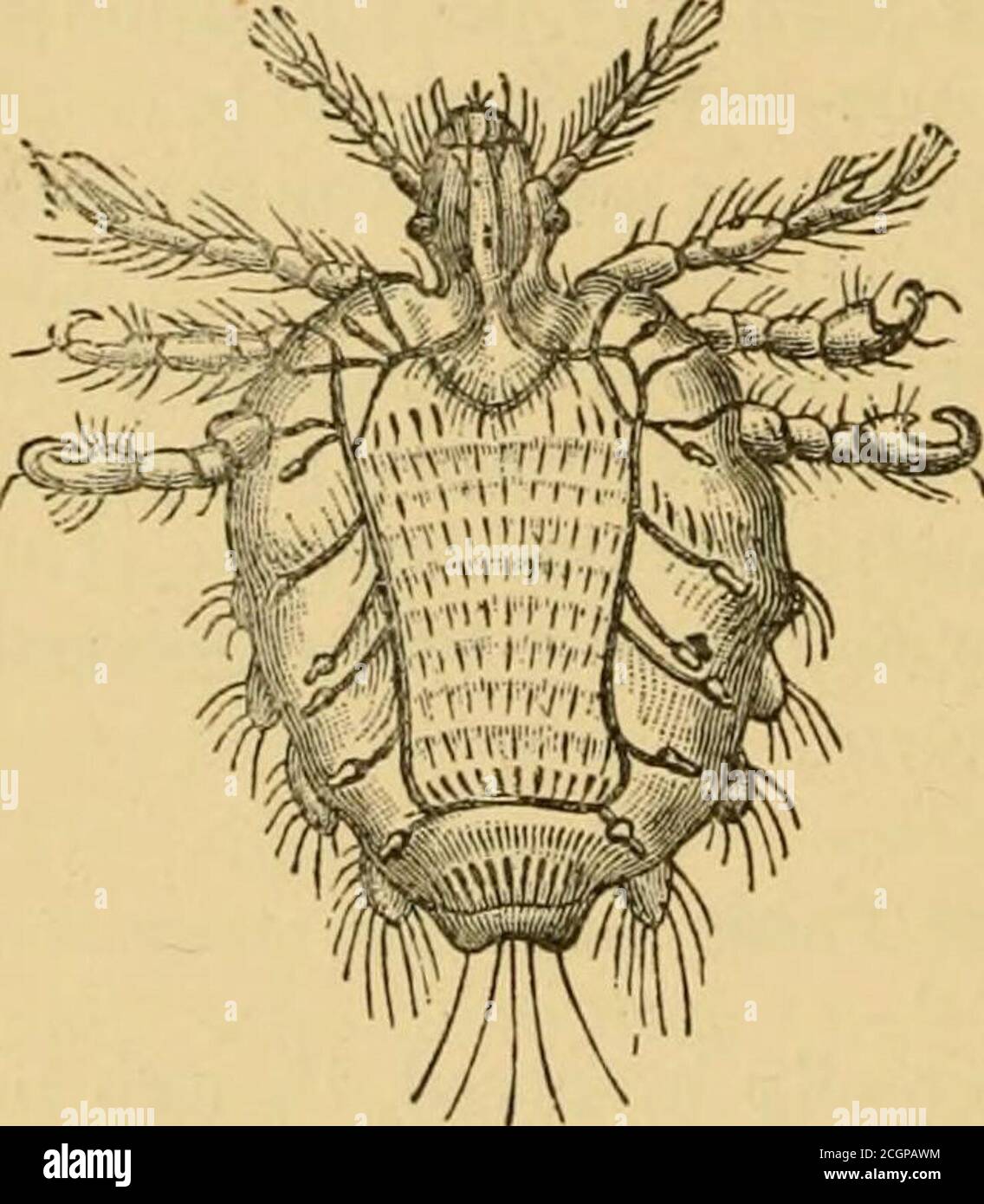 Skin disease scrotum hi-res stock photography and images - Alamy