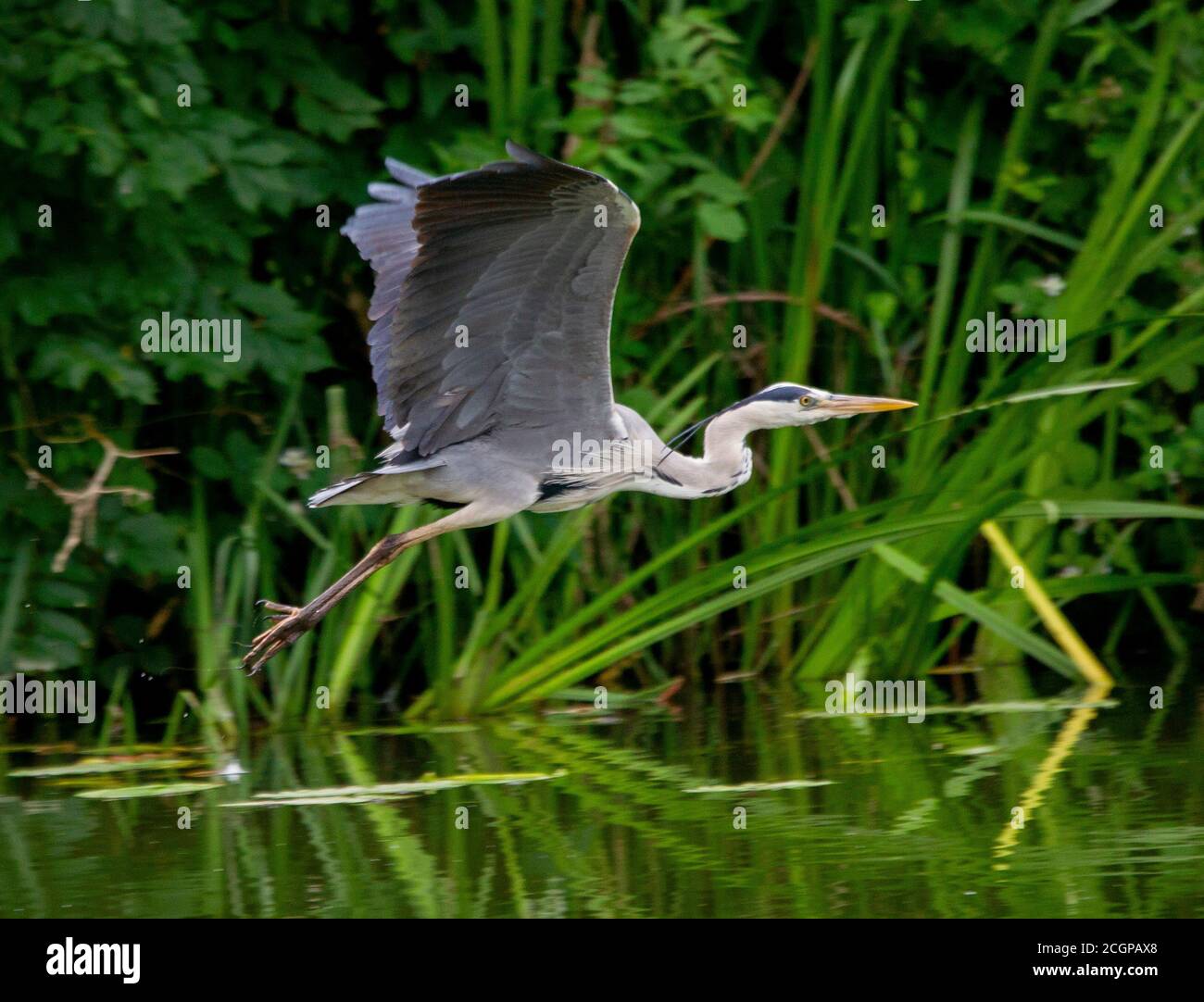 Grey Heron in flight Stock Photo - Alamy