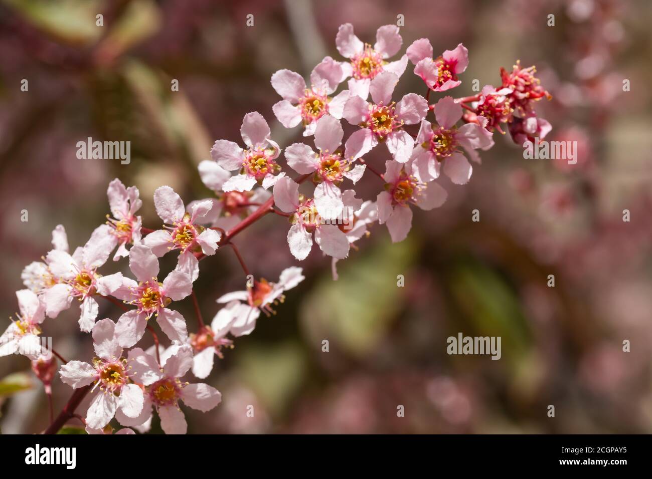 Flowers of bird cherry in park at spring Stock Photo - Alamy