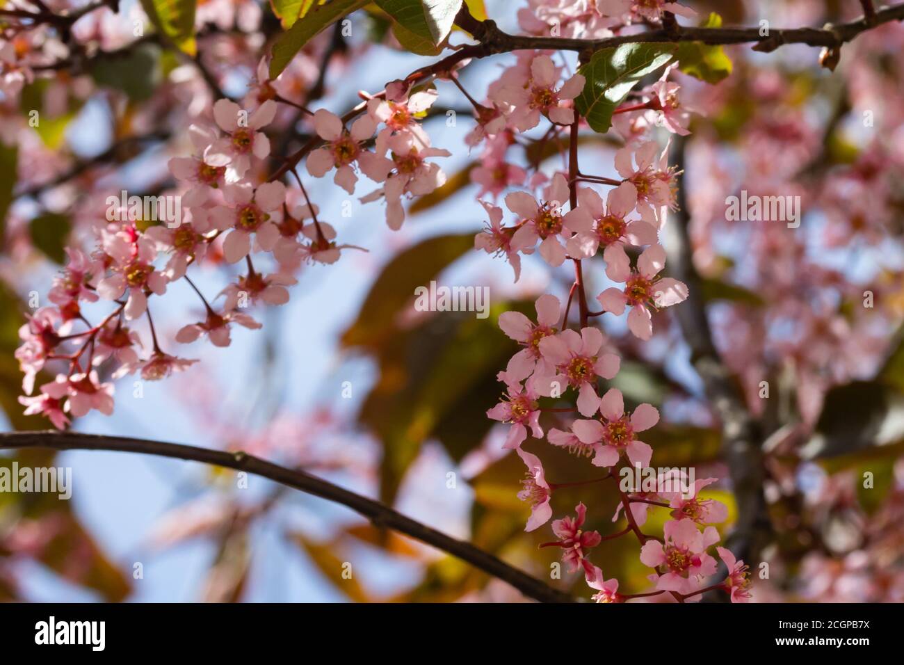 Flowers of bird cherry in park at spring Stock Photo - Alamy