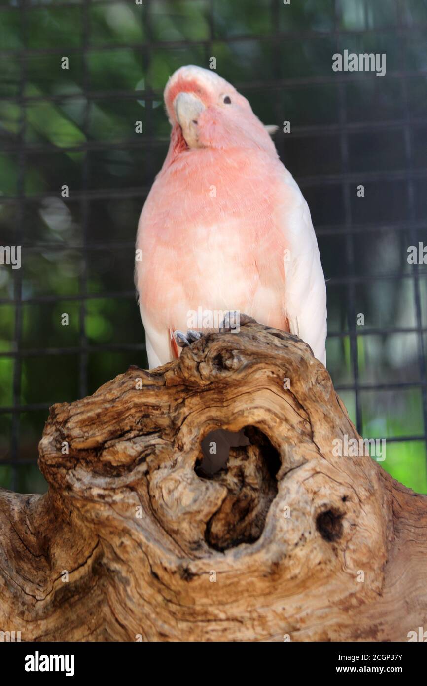 Inka kakadu hi-res stock photography and images - Alamy