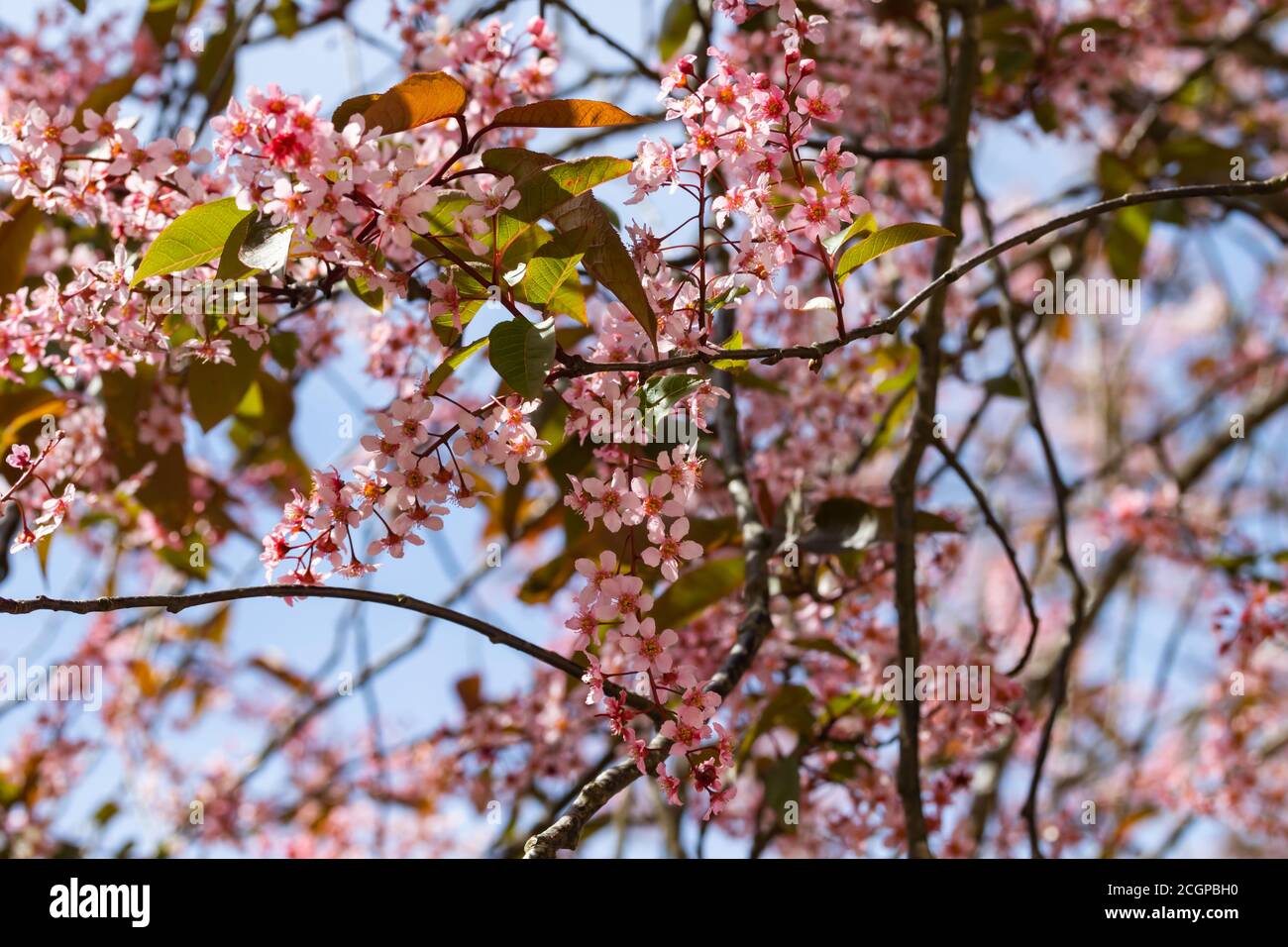 Flowers of bird cherry in park at spring Stock Photo - Alamy