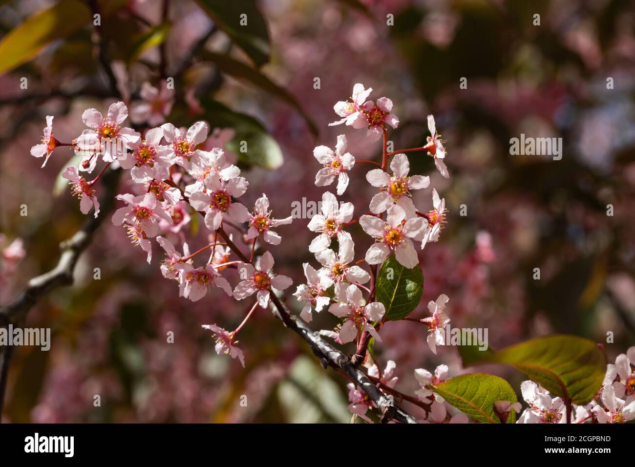 Flowers of bird cherry in park at spring Stock Photo - Alamy