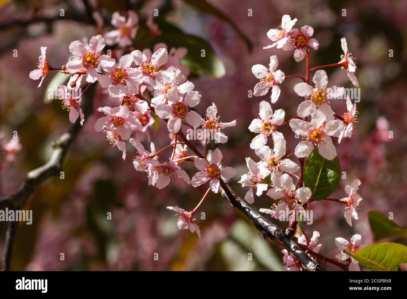 Bird cherry colorata hi-res stock photography and images - Alamy
