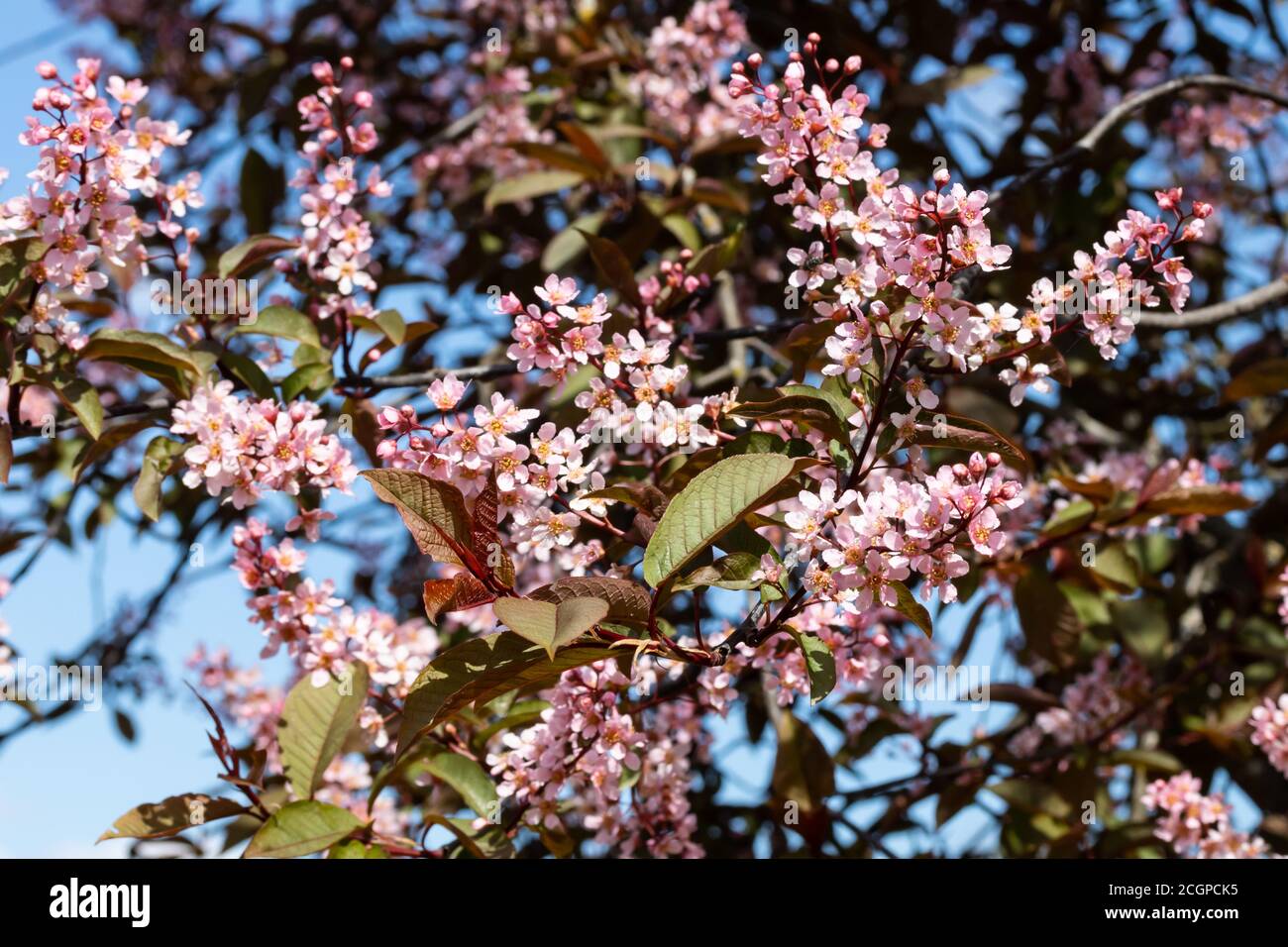 Flowers of bird cherry in park at spring Stock Photo - Alamy