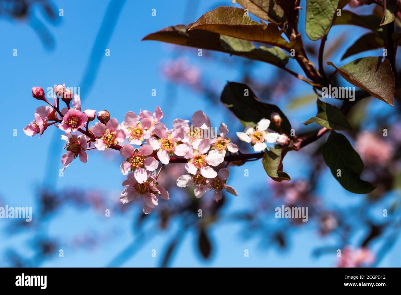 Flowers of bird cherry in park at spring Stock Photo - Alamy