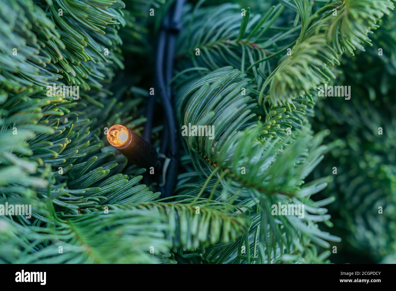 texture background of a furry tree branches for a Christmas card Stock ...