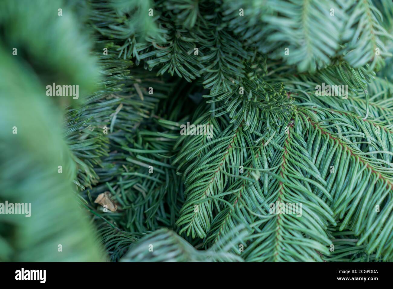 texture background of a furry tree branches for a Christmas card Stock ...
