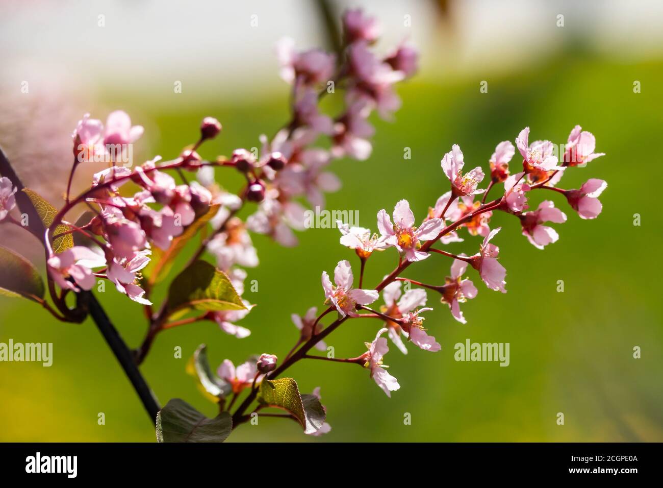 Flowers of bird cherry in park at spring Stock Photo - Alamy