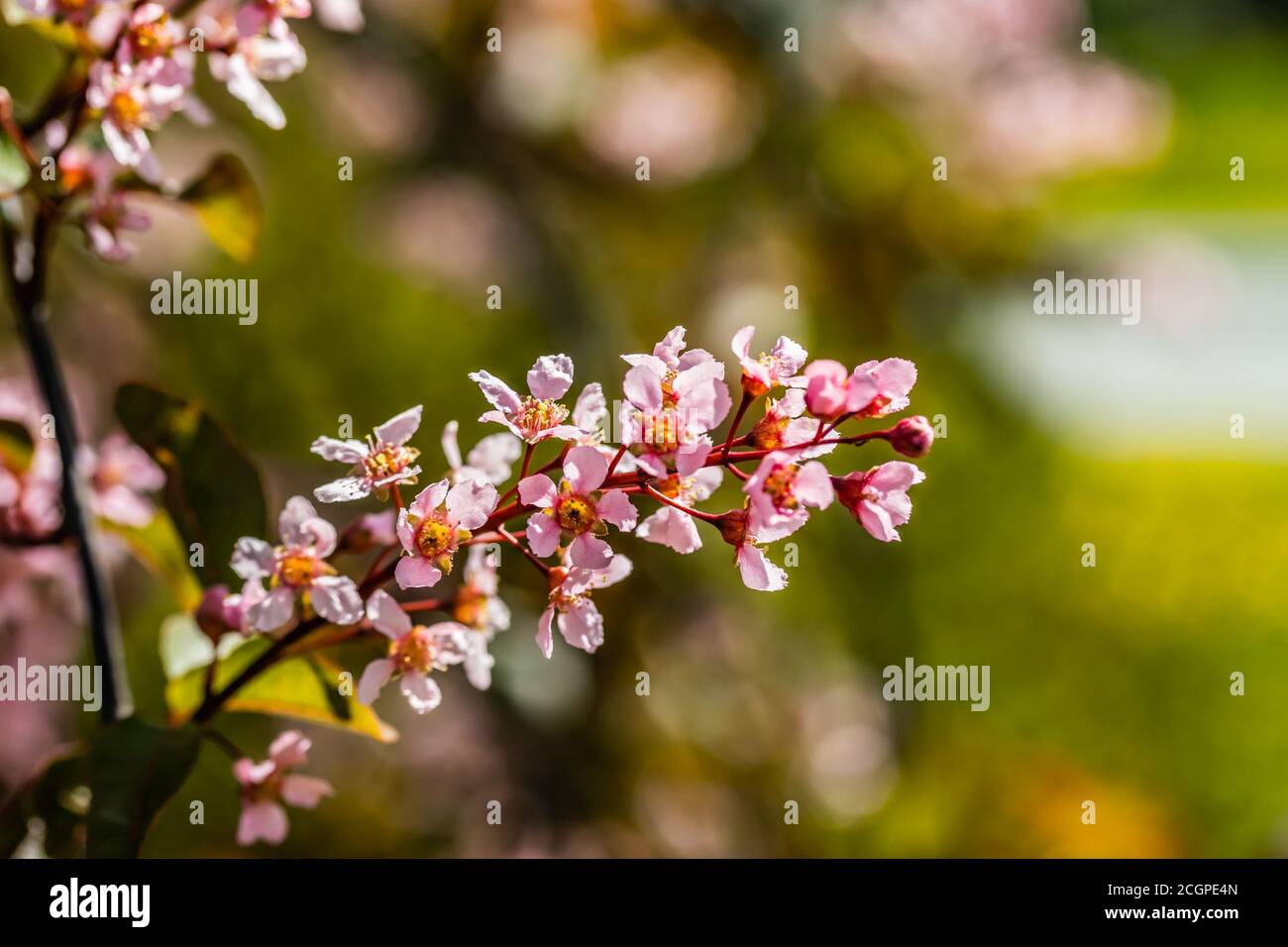 Flowers of bird cherry in park at spring Stock Photo - Alamy