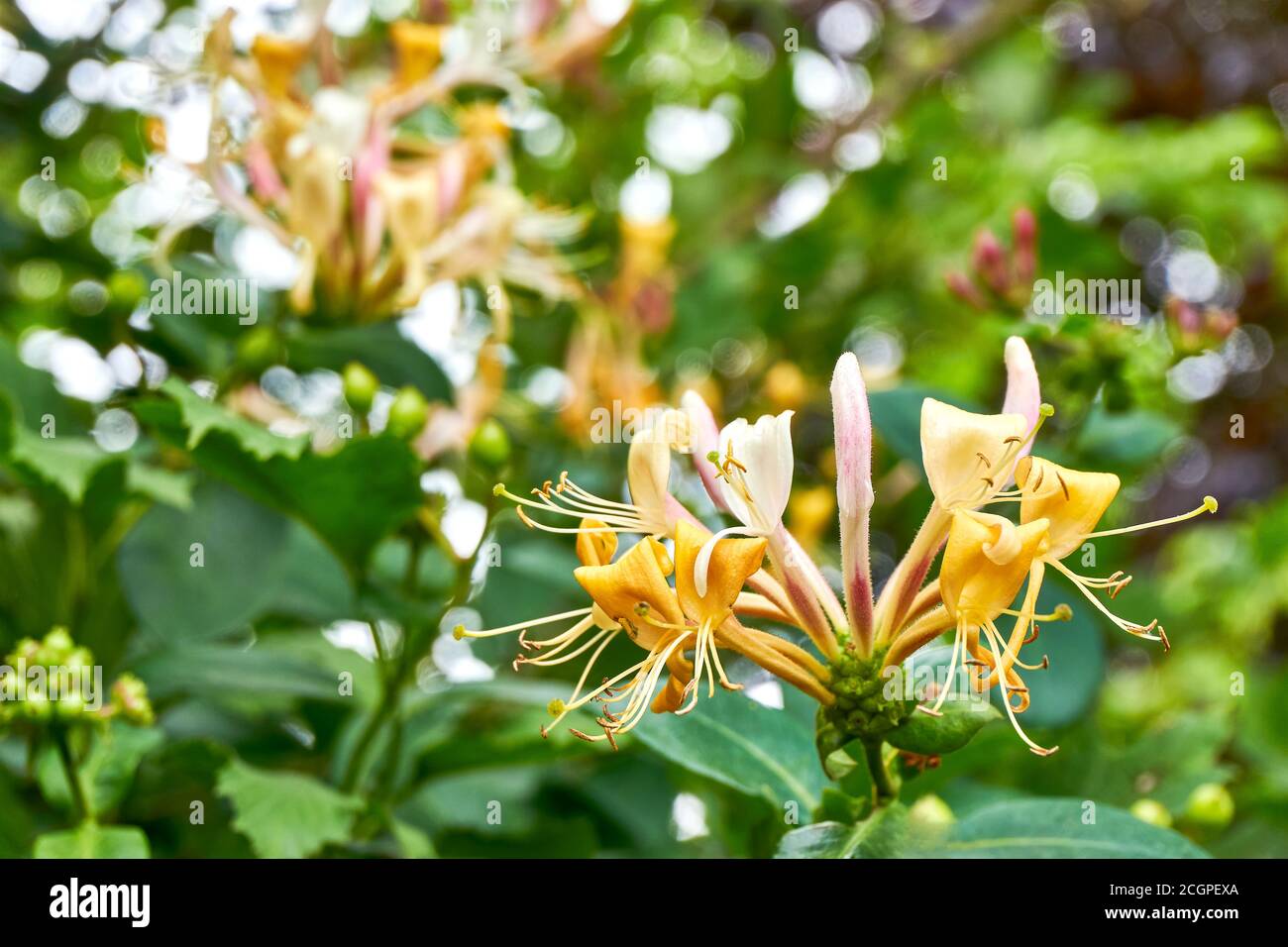 Yellow honeysuckles in bloom with green foliage in summer Stock Photo ...