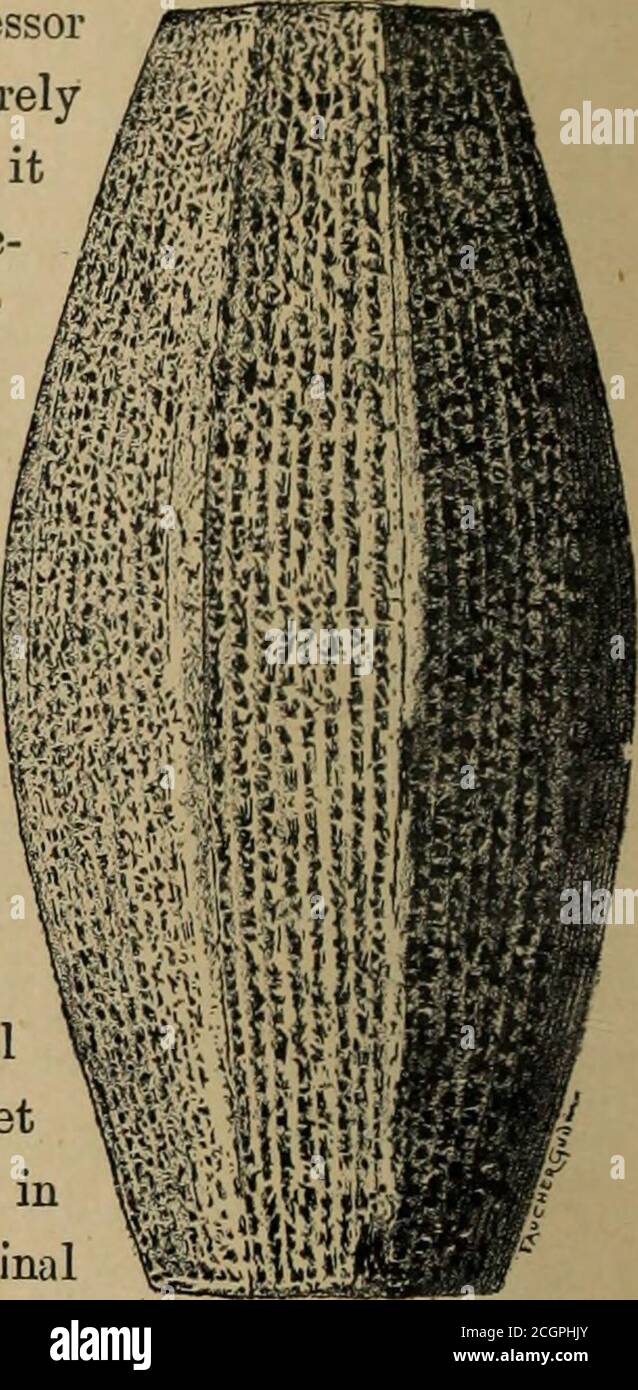 Cubit measurement hi-res stock photography and images - Alamy