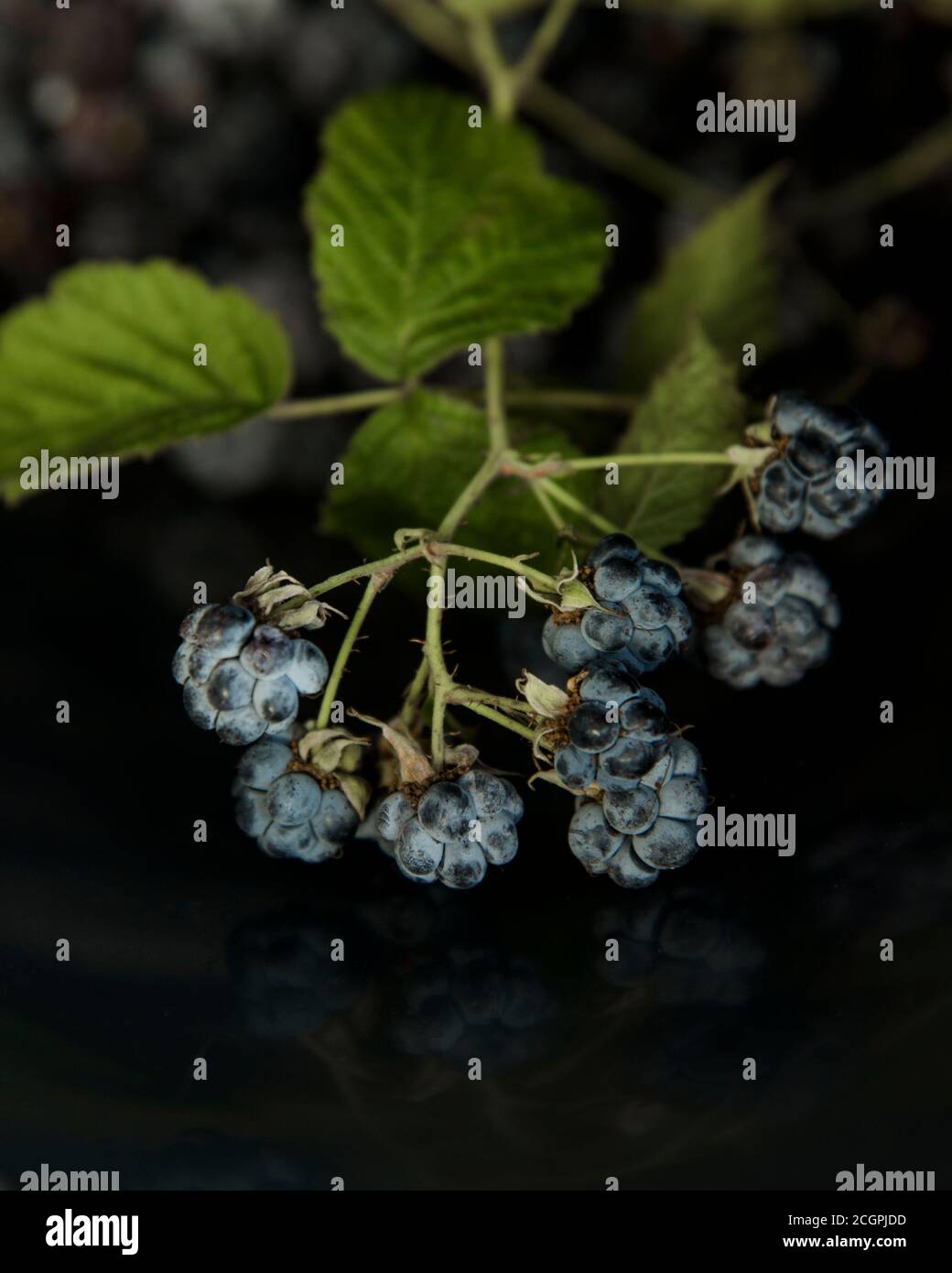 Food found in nature hi-res stock photography and images - Alamy