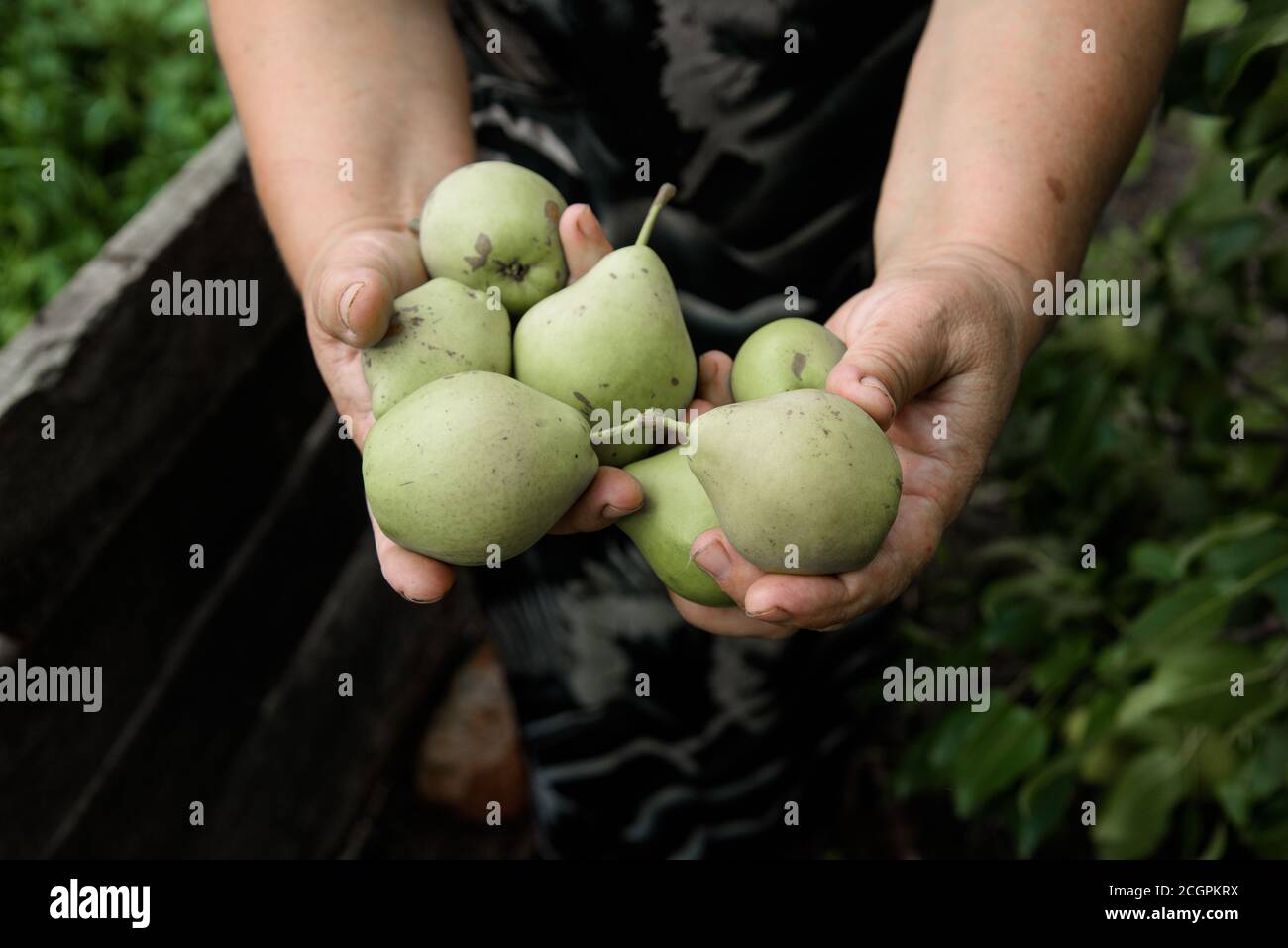 Pears family hi-res stock photography and images - Alamy