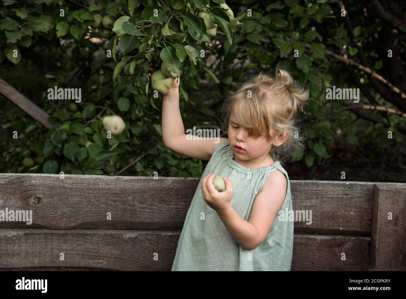 Little girl plucks pears from tree Stock Photo - Alamy