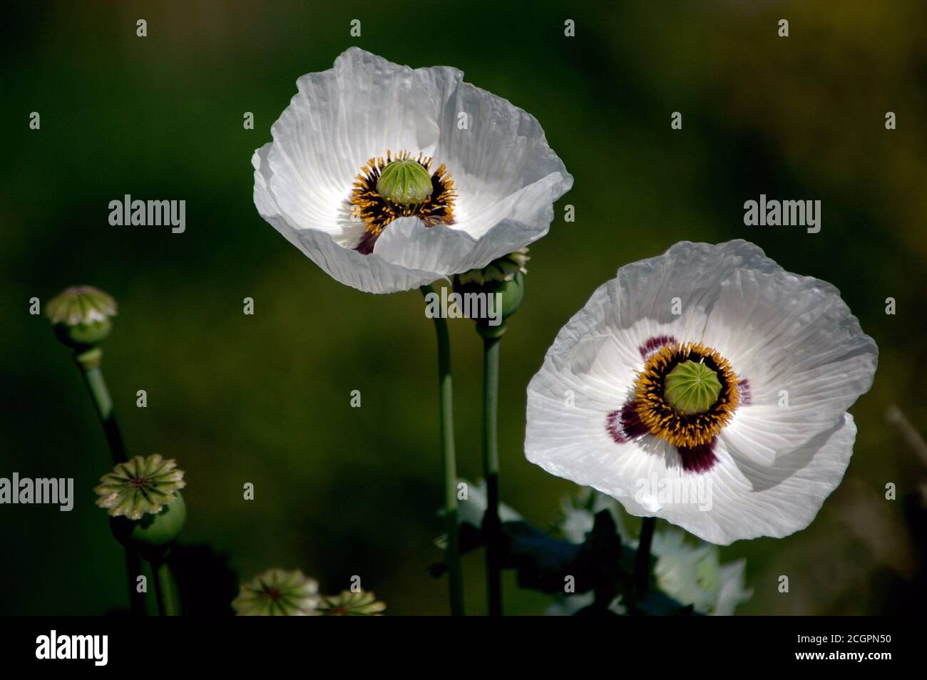Beautiful Opium Plant