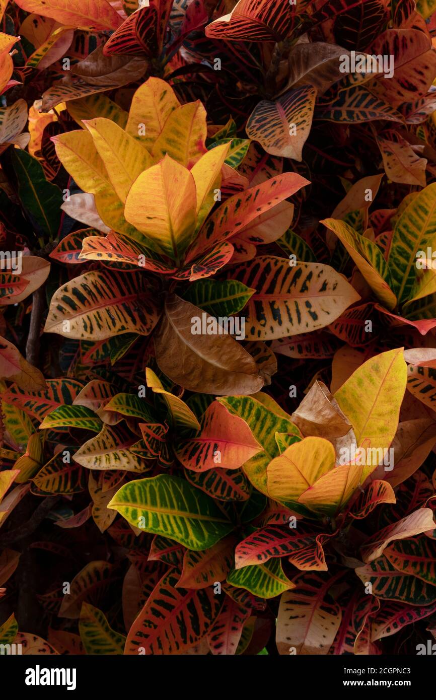 Background of exotic garden croton or Codiaeum variegatum leaves ...