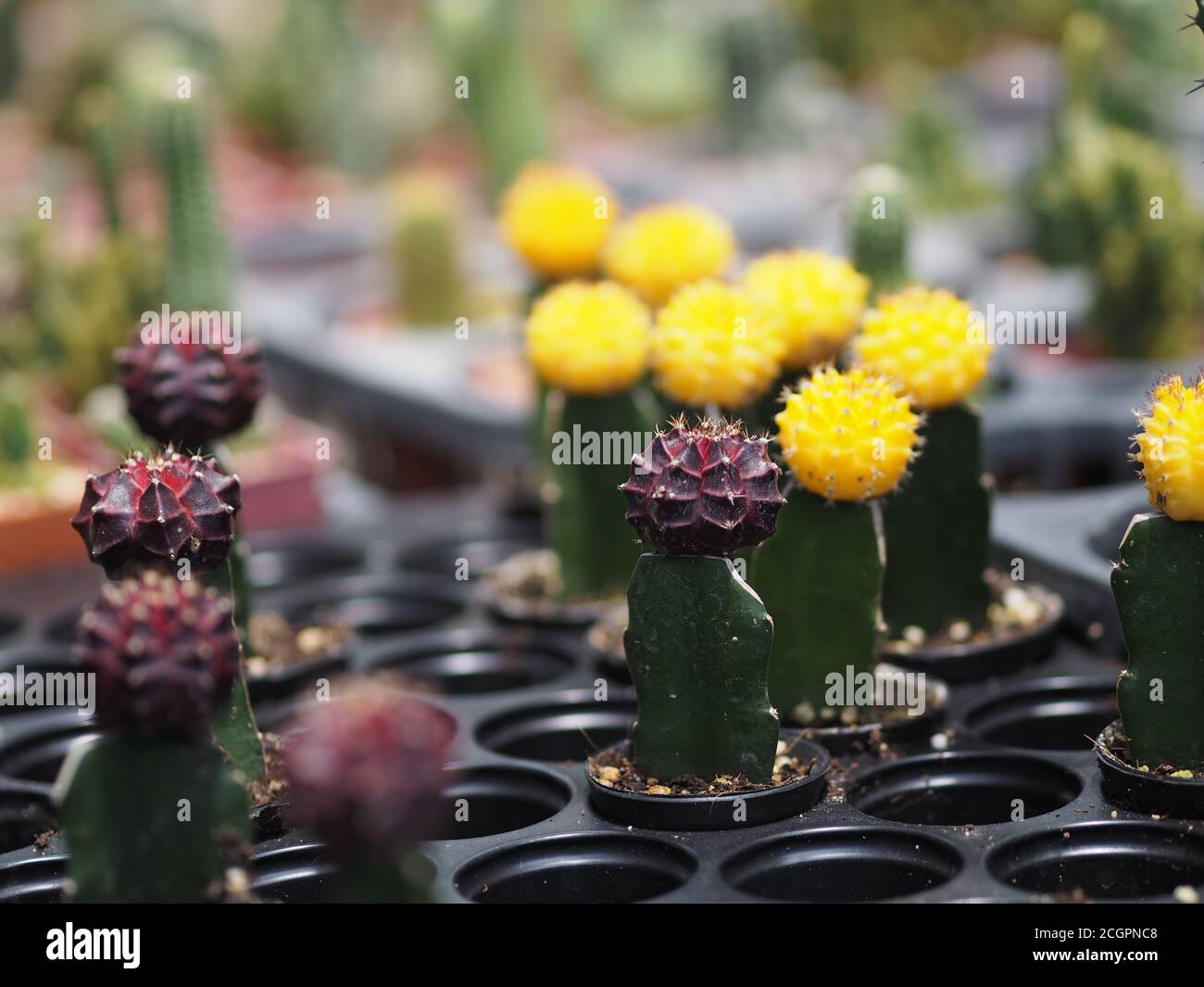 Cactus tree green trunk has sharp spikes around blooming in Plastic ...