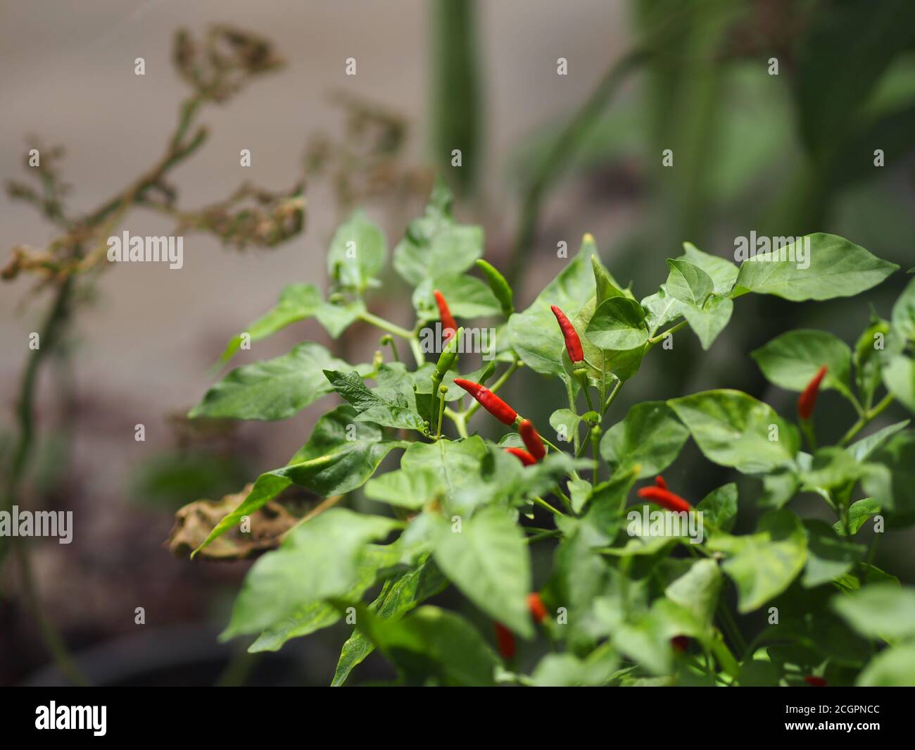 Birds eye chilli plant hi-res stock photography and images - Alamy