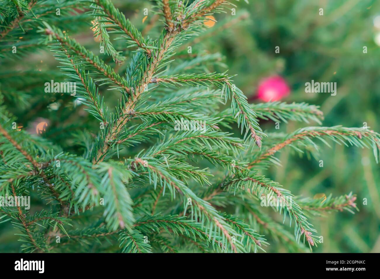 texture background of a furry tree branches for a Christmas card Stock ...