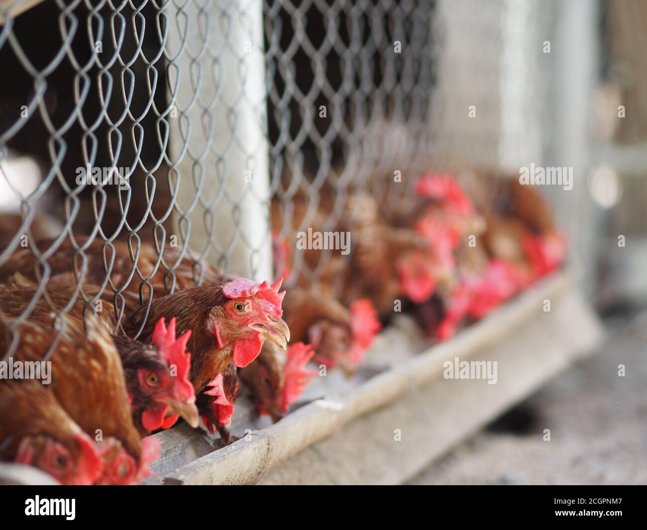 Egg hen eating food on a bamboo trough in steel net cage Stock Photo ...