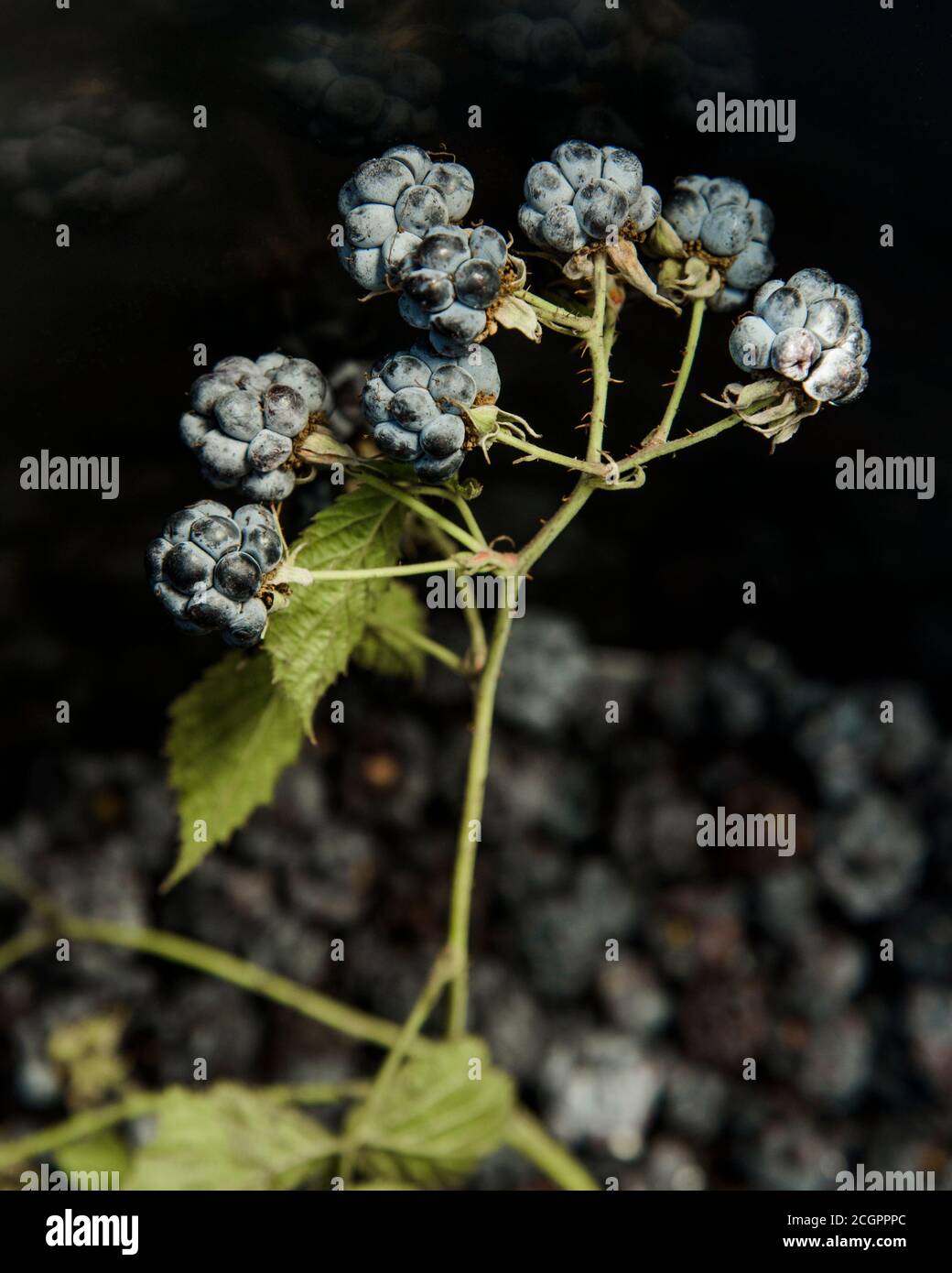 Food found in nature hi-res stock photography and images - Alamy