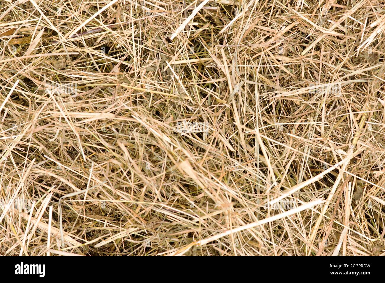 Natural dry hay pattern background Stock Photo - Alamy