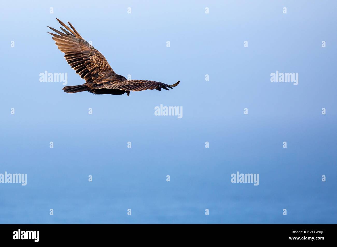 Turkey vulture soaring over the blue ocean and in a blue sky ...