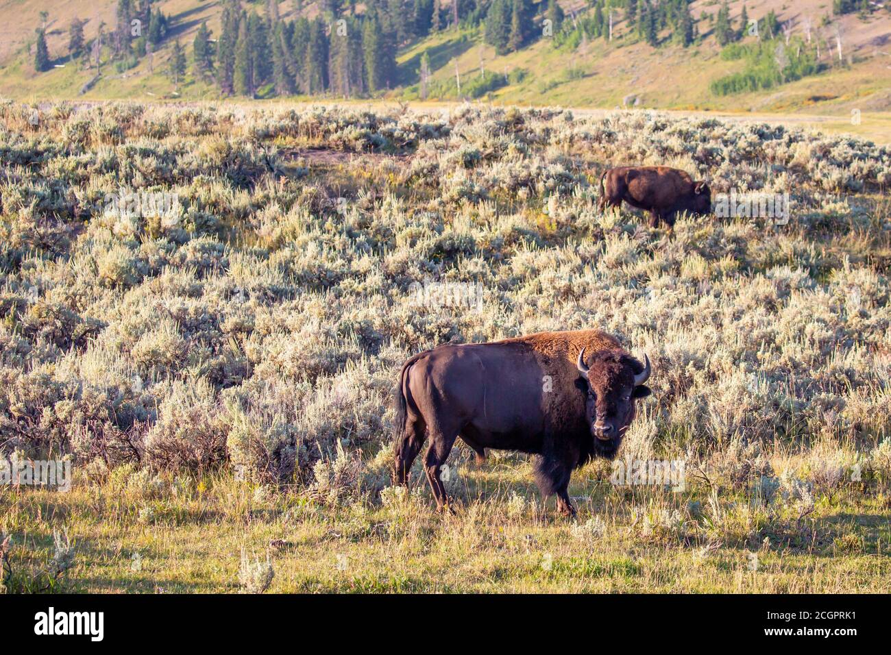 Bison feeding in Yellowstone National park, horizontal Stock Photo - Alamy