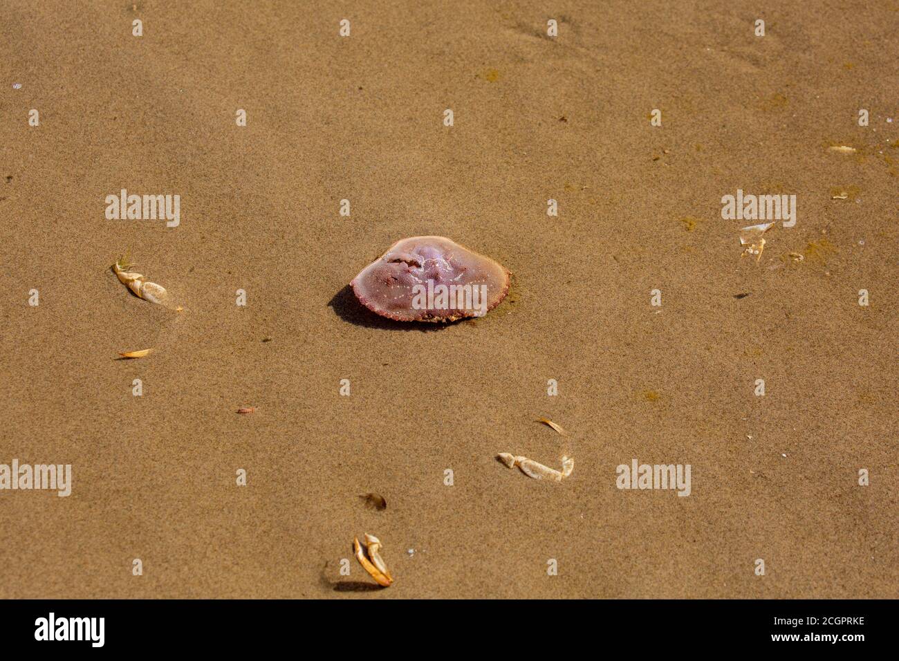 Empty shell of a Dungeness crab sits on the beach, horizontal Stock ...