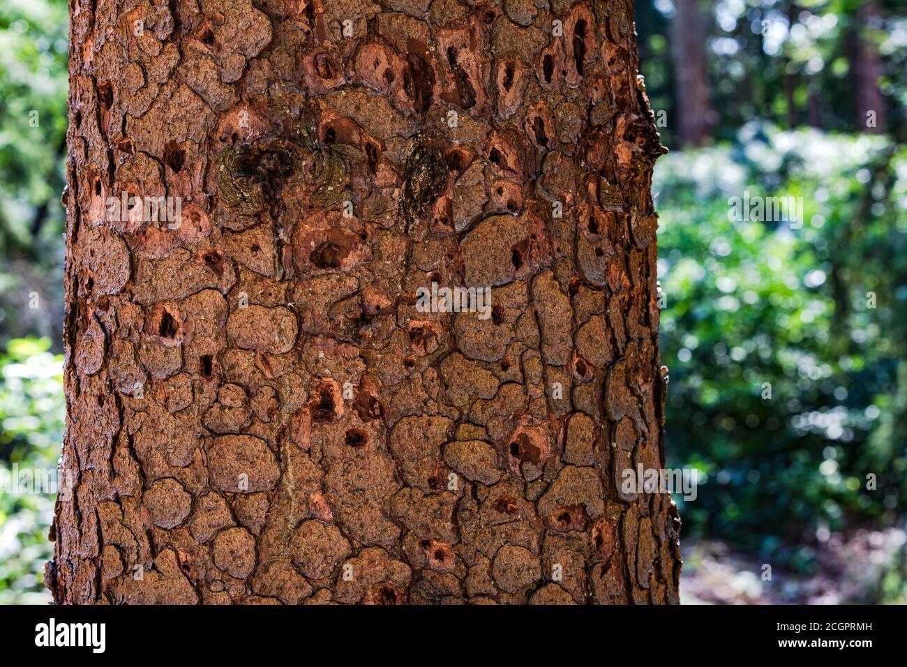 Insect infestation hi-res stock photography and images - Alamy