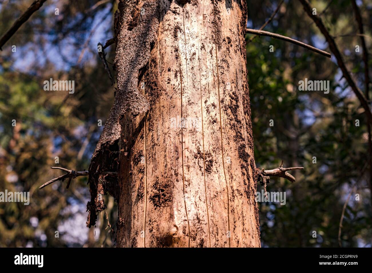 Hot weather insects hi-res stock photography and images - Alamy