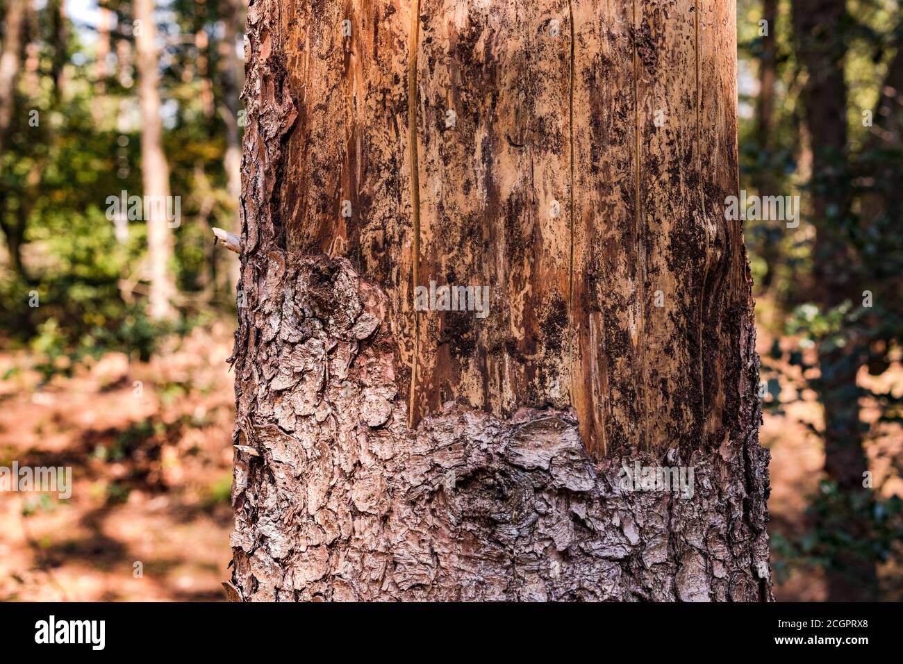 Dying tree in a spruce forest in Germany Stock Photo - Alamy