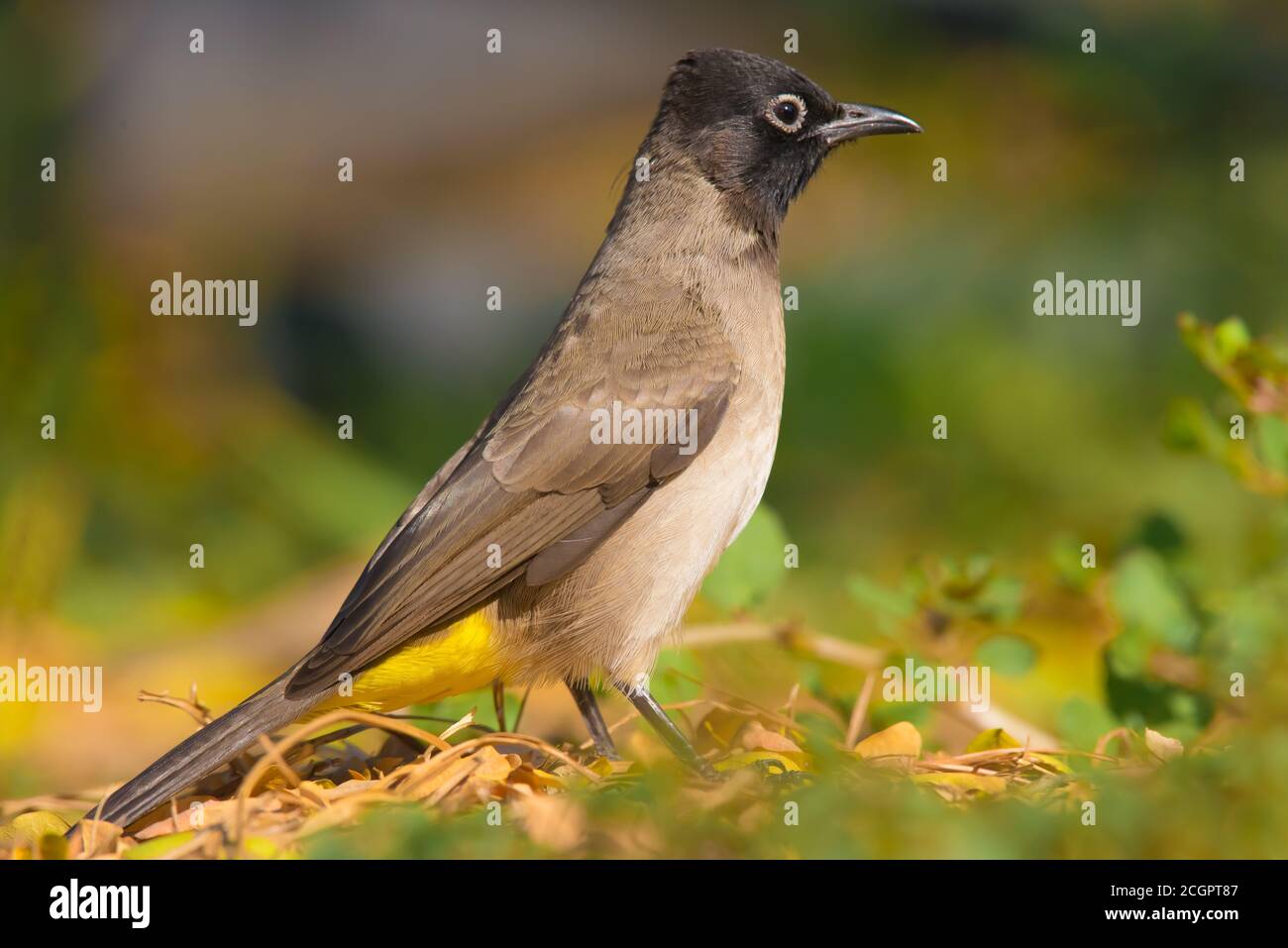 White-spectacled Bulbul or Pycnonotus xanthopygos from Saudi Arabia ...